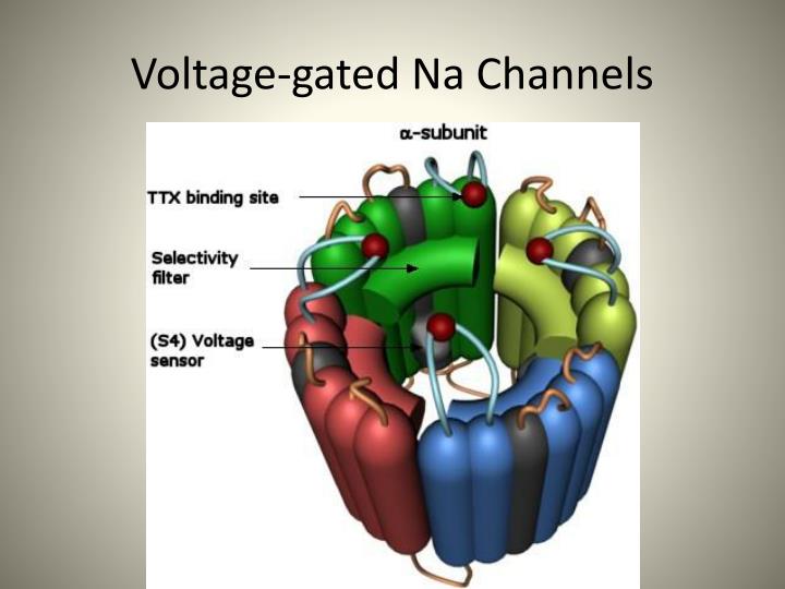 PPT - Tetrodotoxin PowerPoint Presentation - ID:2655304
