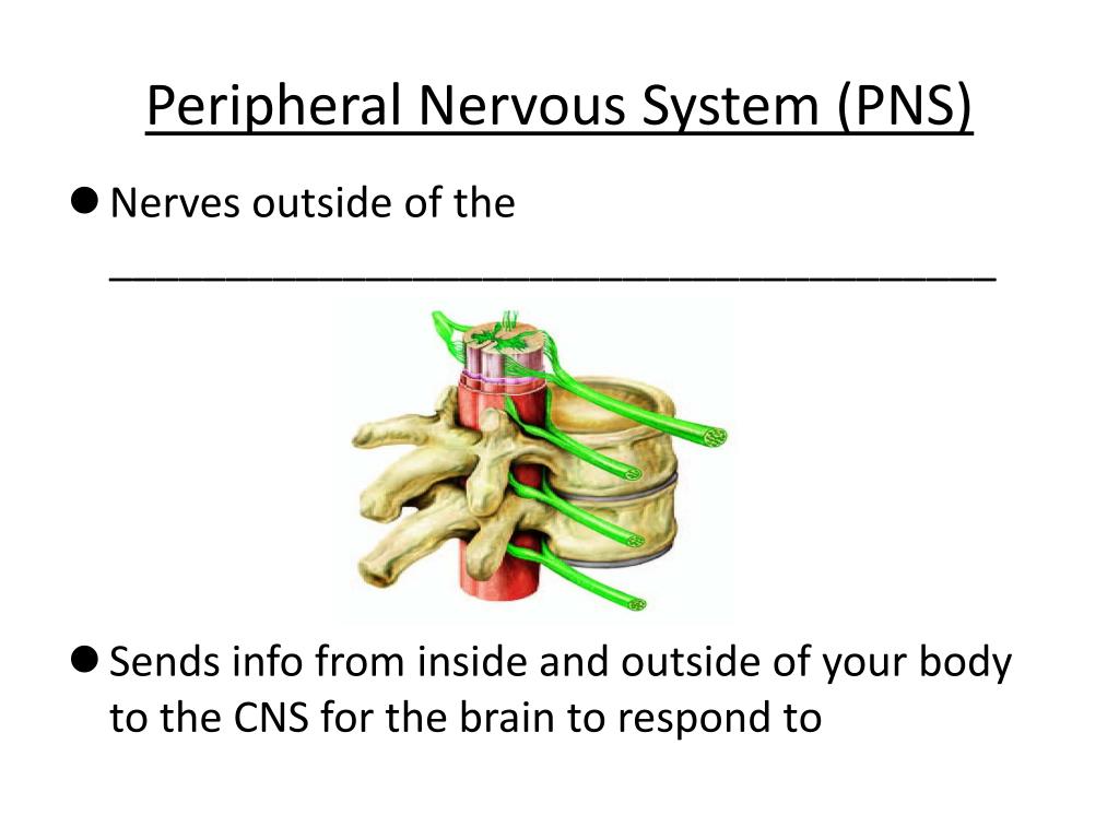 PPT - NERVOUS SYSTEM PowerPoint Presentation, free download - ID:2656623