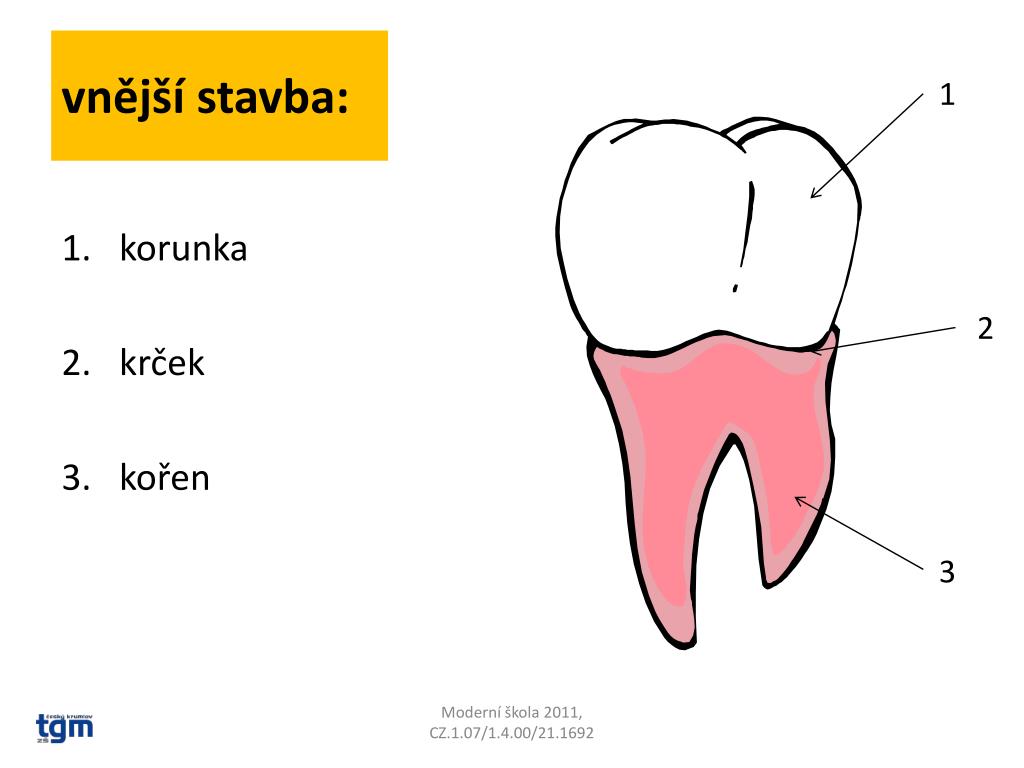 PPT - Člověk a příroda Přírodopis Biologie člověka Zub – stavba VY_52 ...