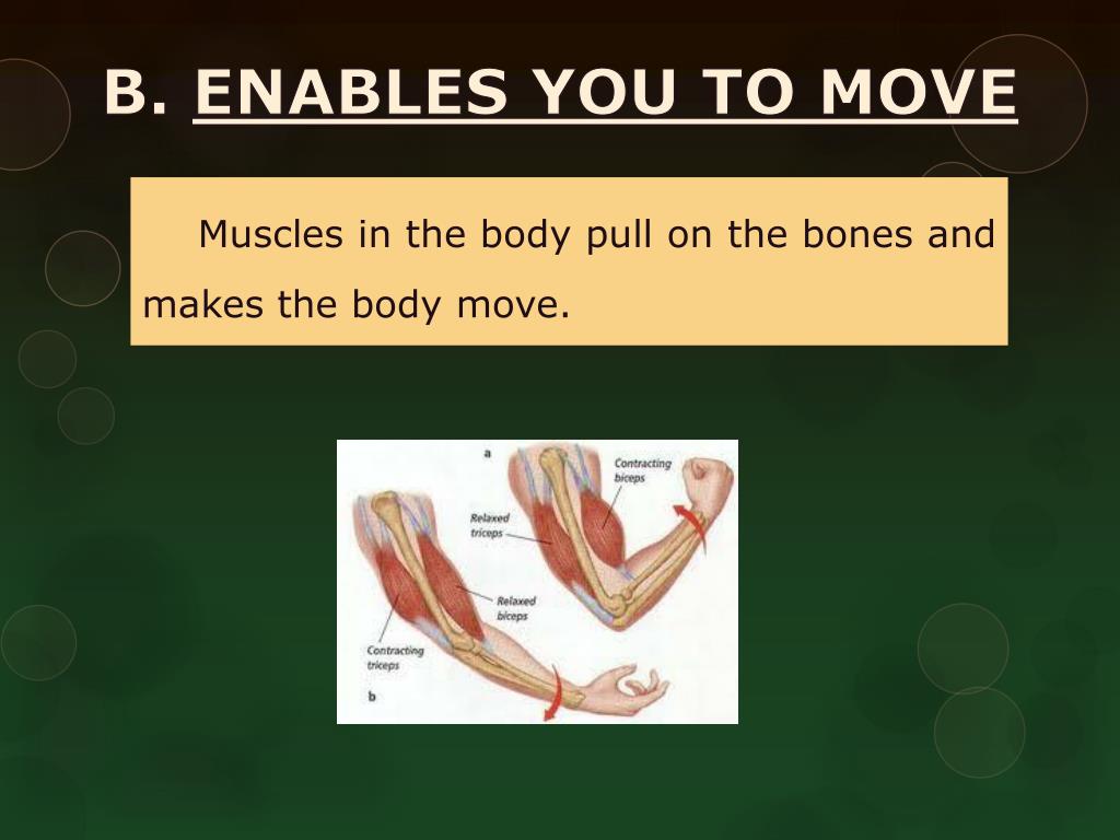 PPT - Human Biology and Health Chapter One ‘ Bones, Muscles, and Skin ...