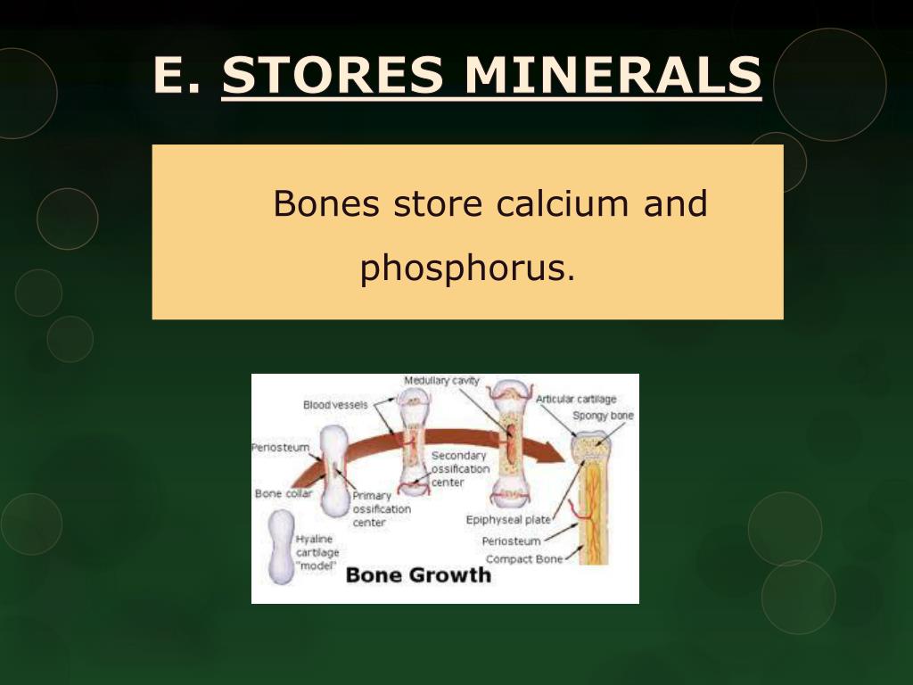 PPT - Human Biology and Health Chapter One ‘ Bones, Muscles, and Skin ...