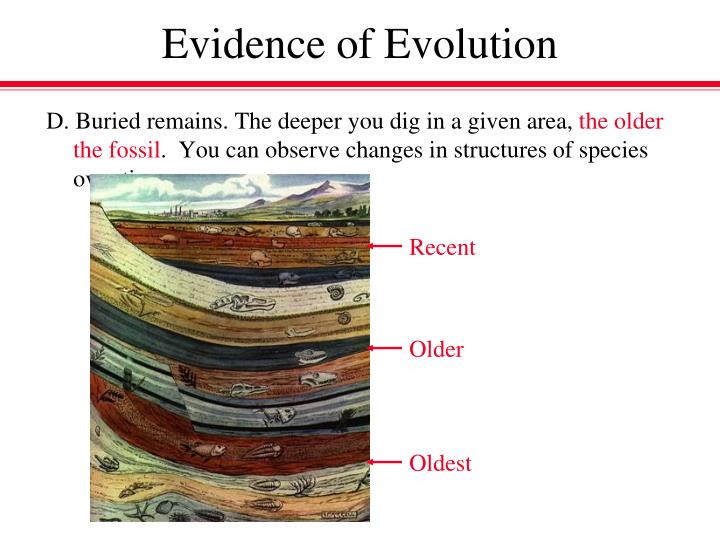PPT - Evidence of Evolution PowerPoint Presentation - ID:2657040