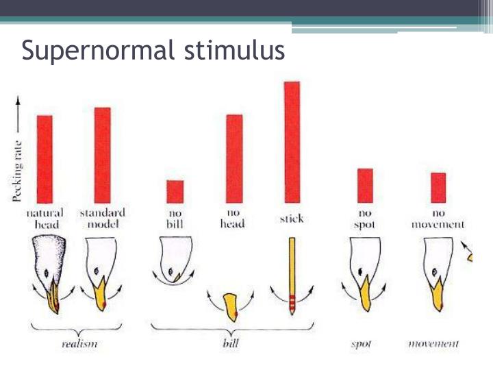 PPT - Behavior PowerPoint Presentation - ID:2657712