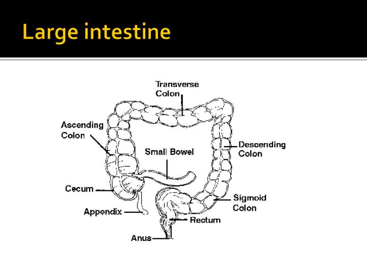 PPT - Livestock Digestive Systems PowerPoint Presentation - ID:2657898
