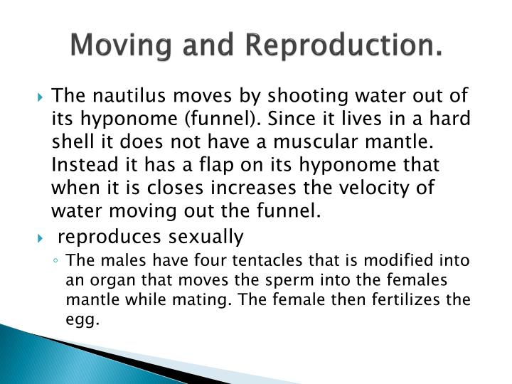 PPT - Chambered Nautilus PowerPoint Presentation - ID:2658464