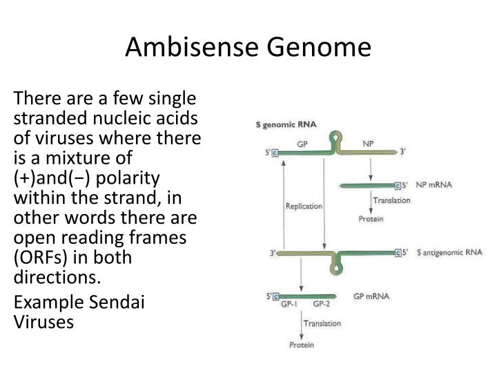PPT - Virus Genome Replication PowerPoint Presentation - ID:2658683