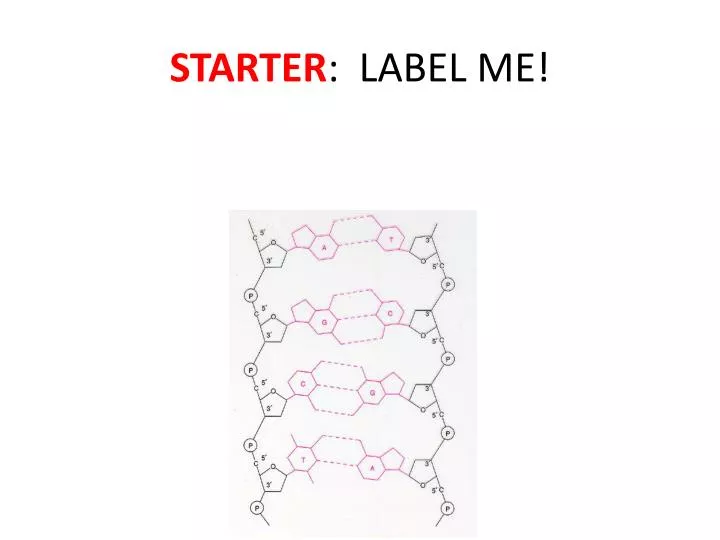 PPT - STARTER : LABEL ME! PowerPoint Presentation, free download - ID ...