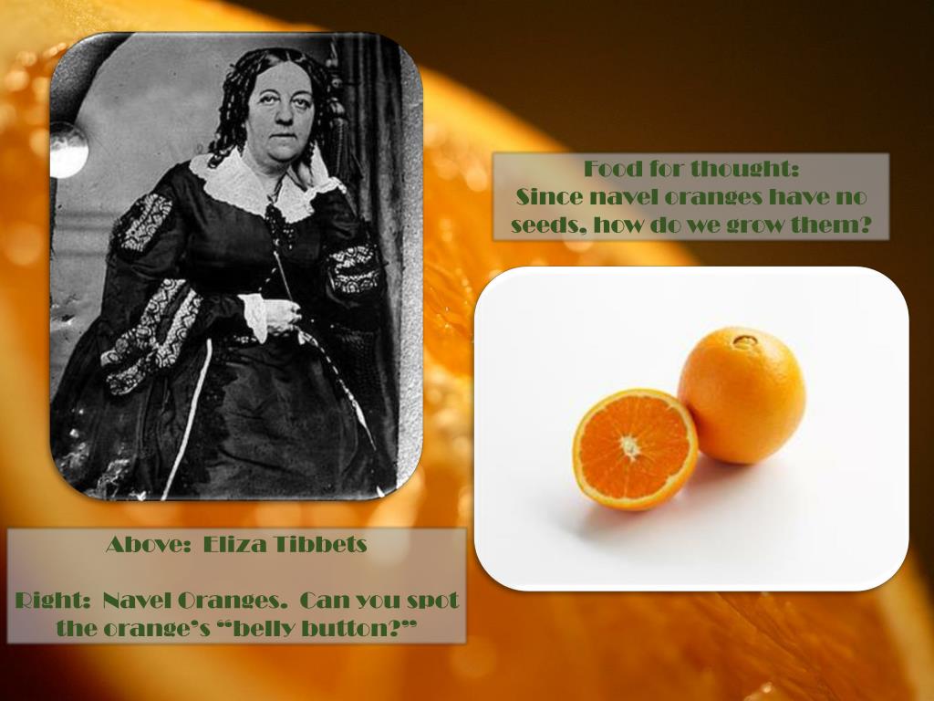 PPT - California’s Other Gold Rush: Riverside and Citrus Culture ...