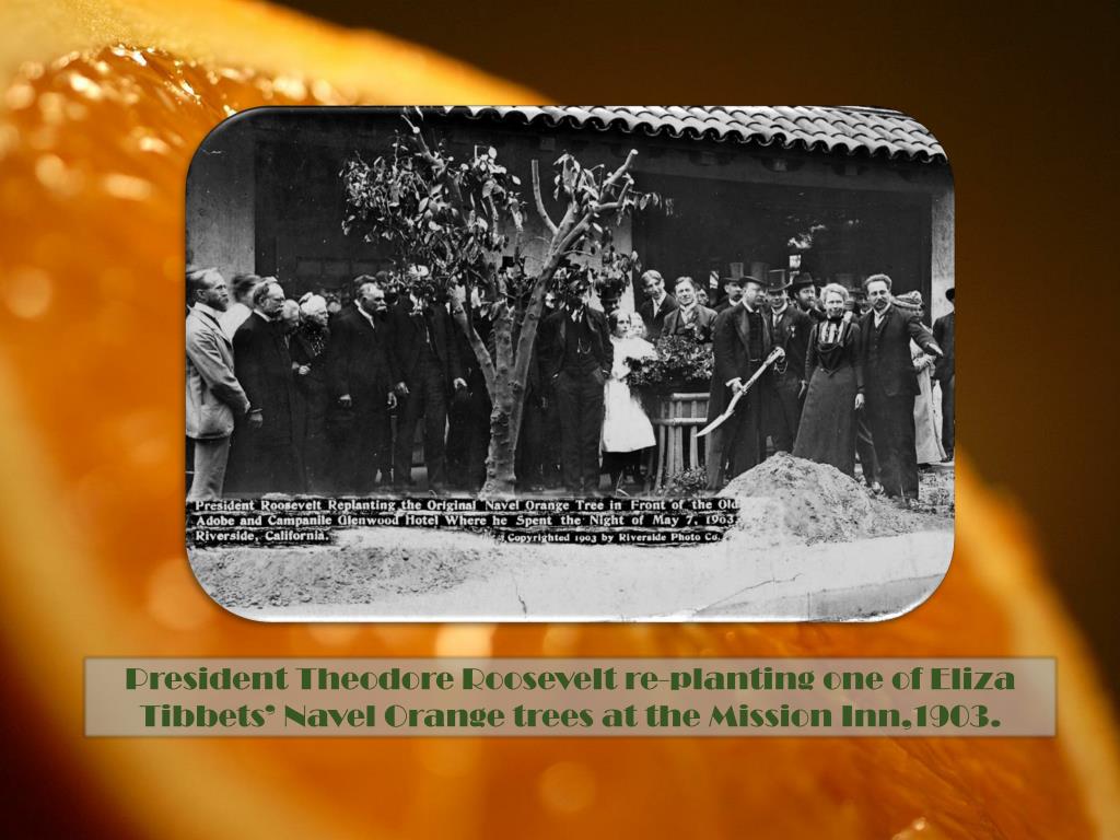 PPT - California’s Other Gold Rush: Riverside and Citrus Culture ...