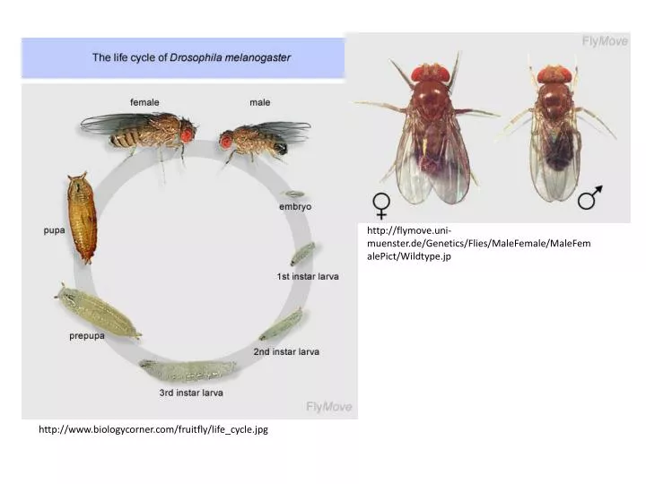 PPT - biologycorner/fruitfly/life_cycle.jpg PowerPoint Presentation ...