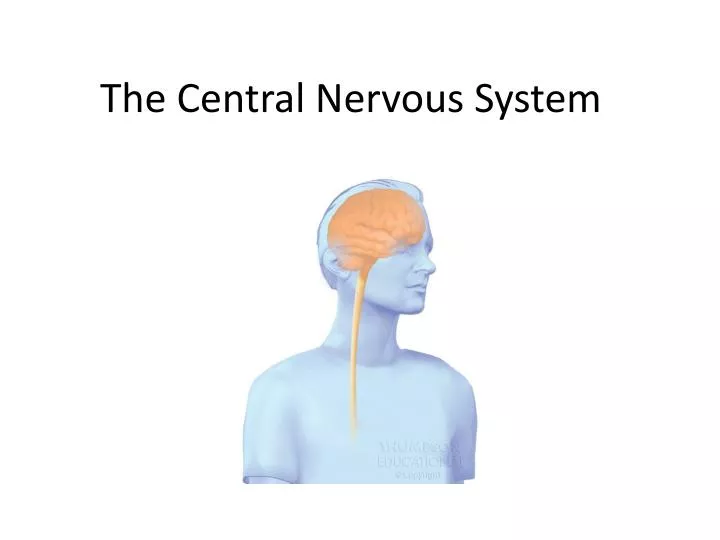 PPT - The Central Nervous System PowerPoint Presentation, free download ...