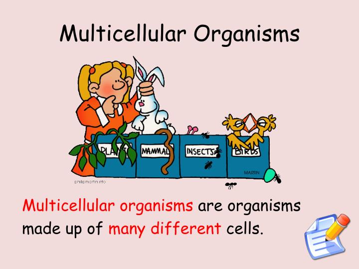 PPT - Multicellular Organisms PowerPoint Presentation - ID:2661953