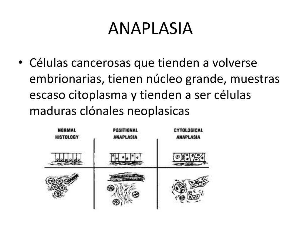 PPT - Diferenciacion celular Professor : Verónica Pantoja . Lic. MSP ...