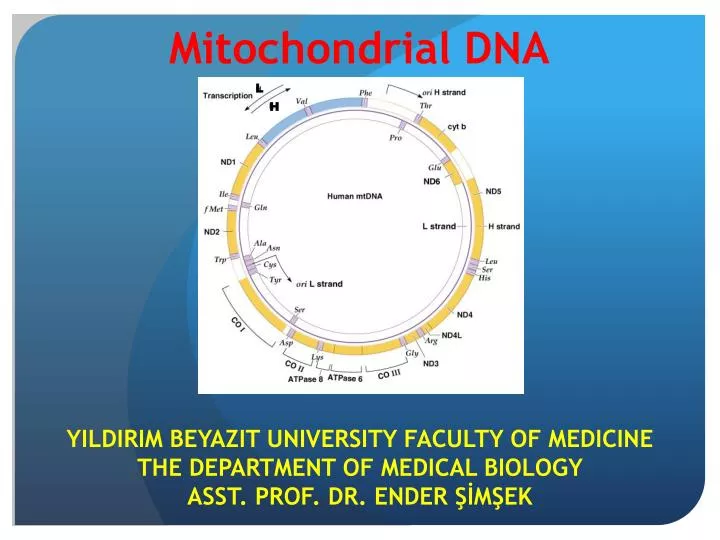 PPT - Mitochondrial DNA PowerPoint Presentation, free download - ID:2663404