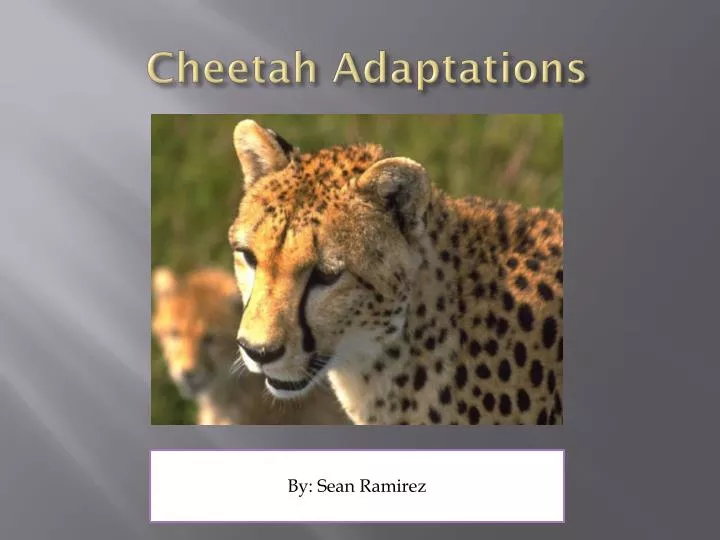PPT - Cheetah Adaptations PowerPoint Presentation, free download - ID ...