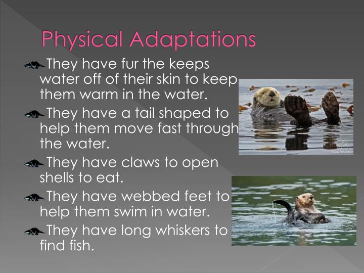 PPT - Sea Otter PowerPoint Presentation - ID:2664268