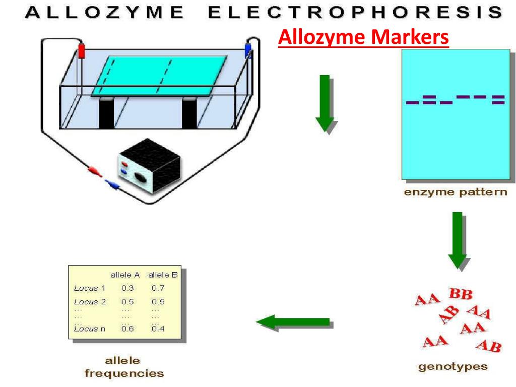 PPT - Molecular Tools for Aiding and Breeding of Aquaculture Species ...