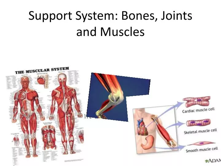 PPT - Support System: Bones, Joints and Muscles PowerPoint Presentation ...
