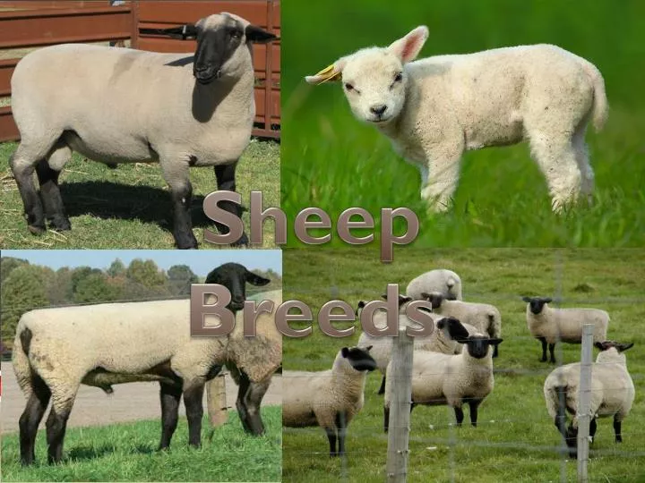 PPT - Sheep Breeds PowerPoint Presentation, free download - ID:2665628