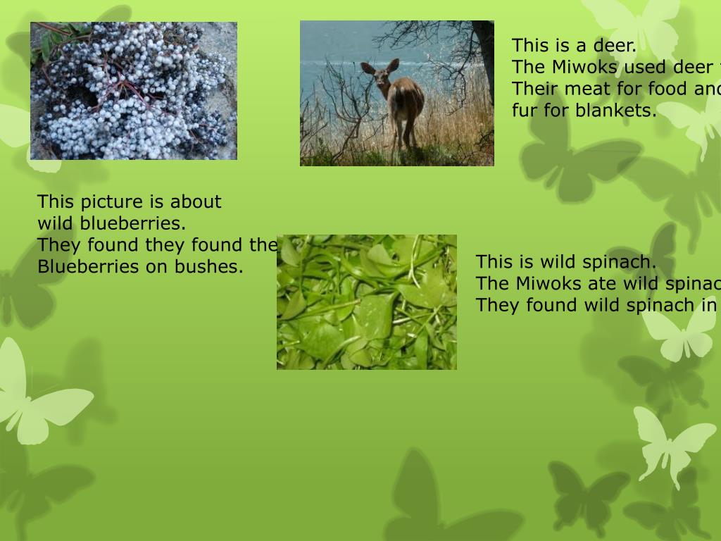 PPT - Coastal Miwoks Food PowerPoint Presentation, free download - ID ...