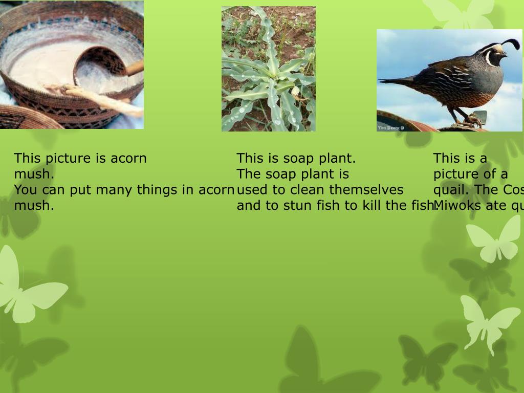 PPT - Coastal Miwoks Food PowerPoint Presentation, free download - ID ...