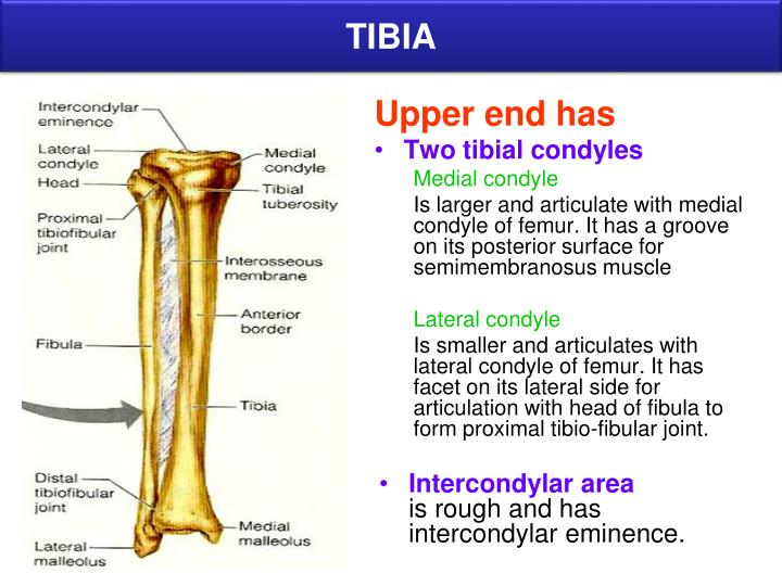 PPT - BONES OF LOWER LIMB PowerPoint Presentation - ID:2665665