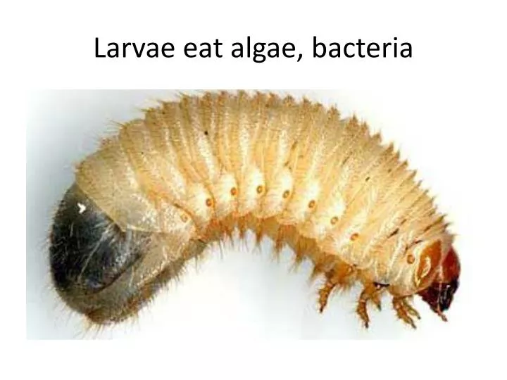 PPT - Larvae eat algae, bacteria PowerPoint Presentation, free download ...