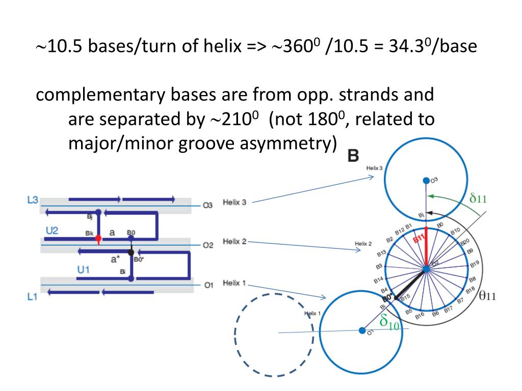 PPT - Playing with DNA as nanoscale construction material – engineers ...