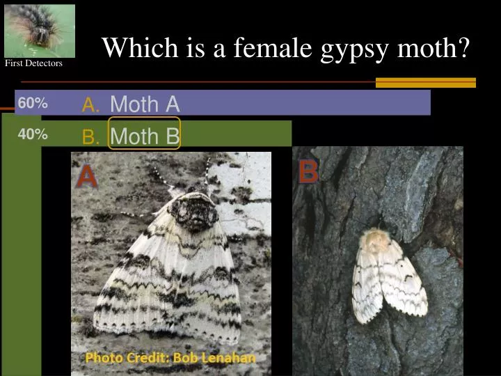 PPT - Which is a female gypsy moth? PowerPoint Presentation, free ...