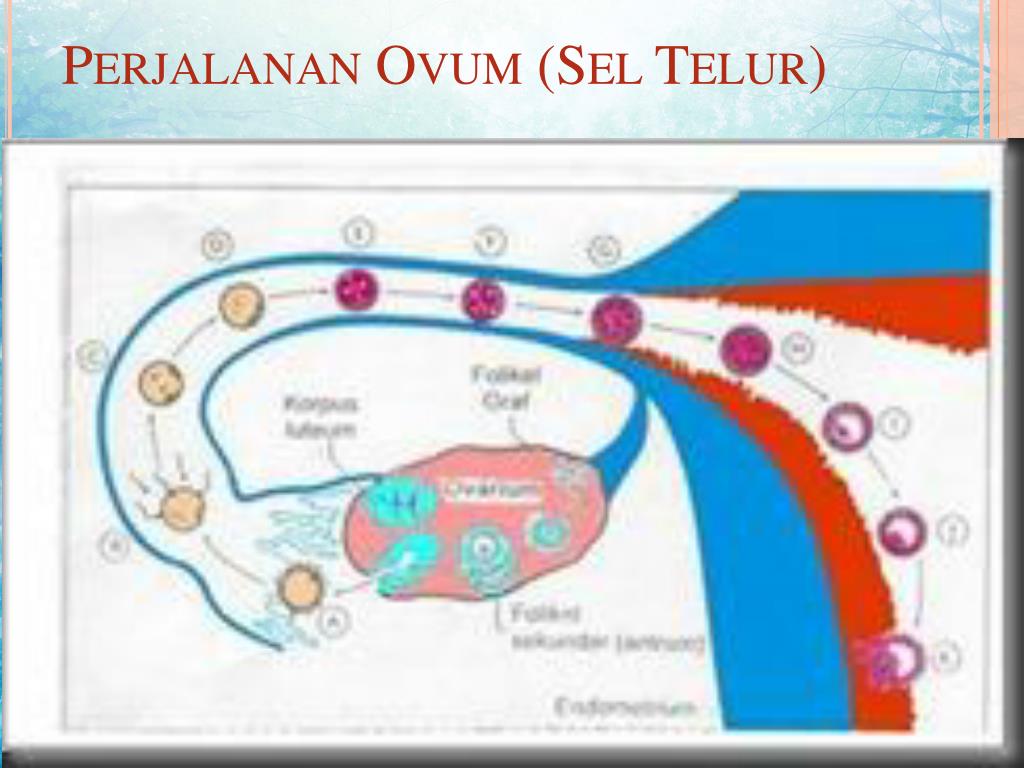 PPT - REPRODUKSI DAN EMBRIOLOGI PowerPoint Presentation, free download ...