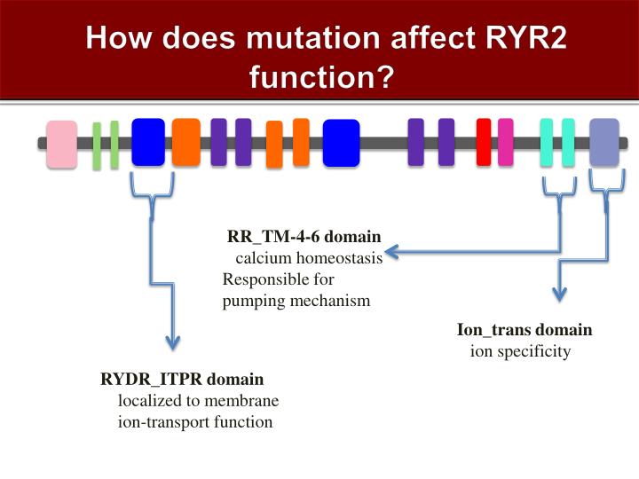 PPT - Catecholaminergic Polymorphic Ventricular Tachycardia & RYR2 ...