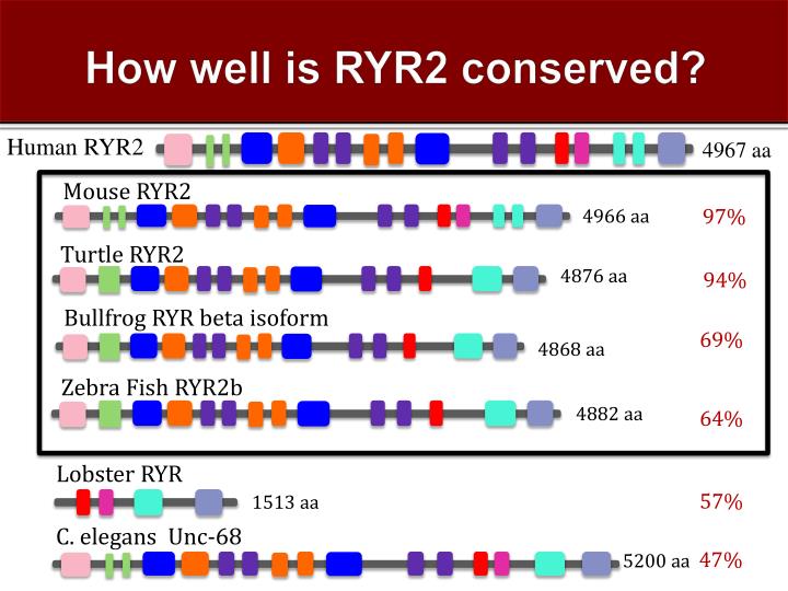 PPT - Catecholaminergic Polymorphic Ventricular Tachycardia & RYR2 ...