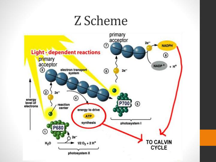 PPT - Photophosphorylation PowerPoint Presentation - ID:2670564