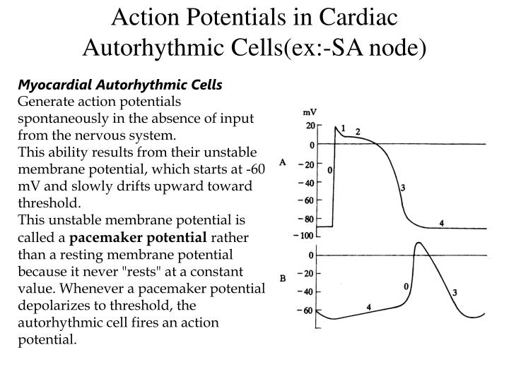 PPT - CARDIAC ACTION POTENTIAL PowerPoint Presentation - ID:2671566