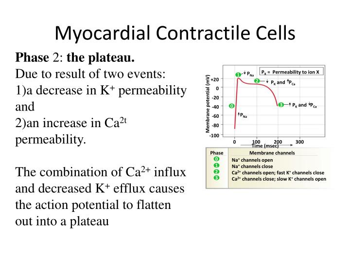 PPT - CARDIAC ACTION POTENTIAL PowerPoint Presentation - ID:2671566