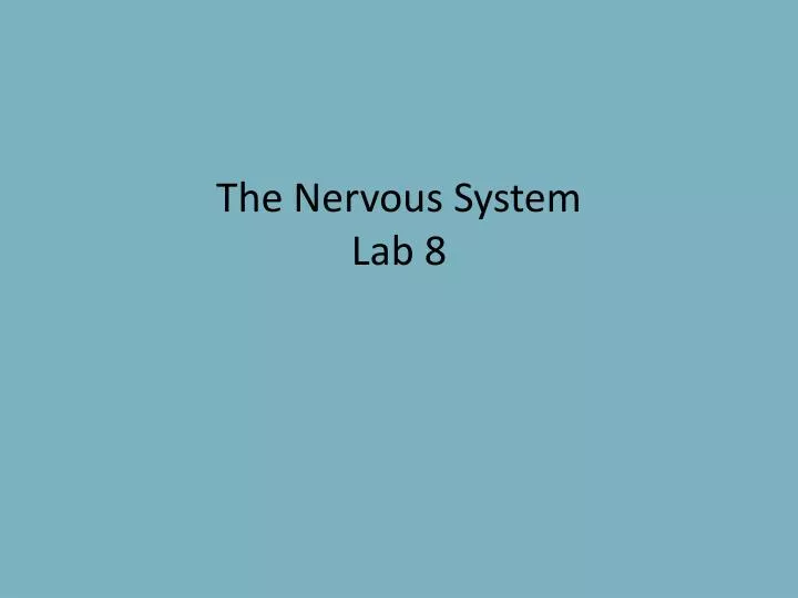 PPT - The Nervous System Lab 8 PowerPoint Presentation, free download ...