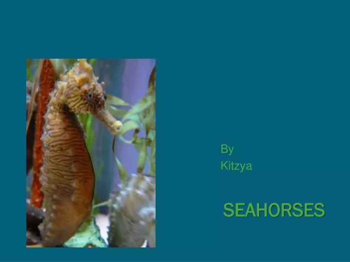 PPT - SEAHORSES PowerPoint Presentation, free download - ID:2672829