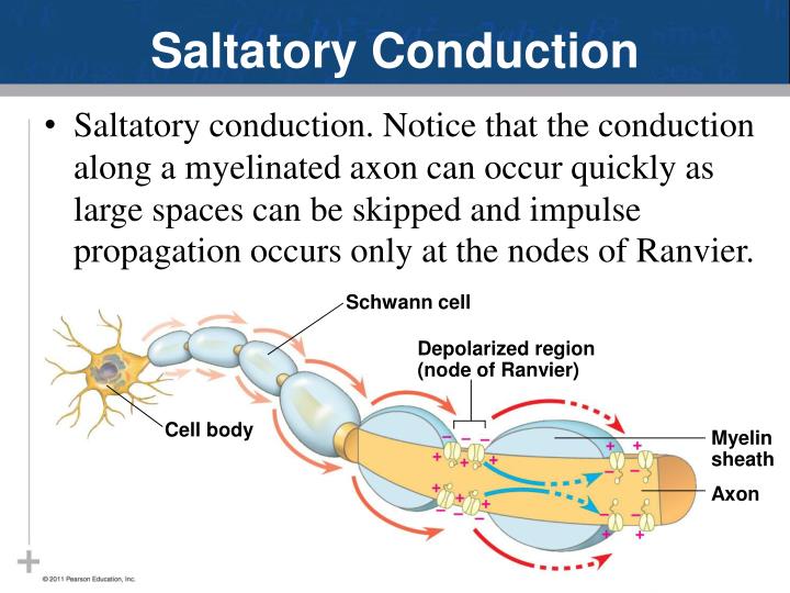 Saltatory Conduction Analogies