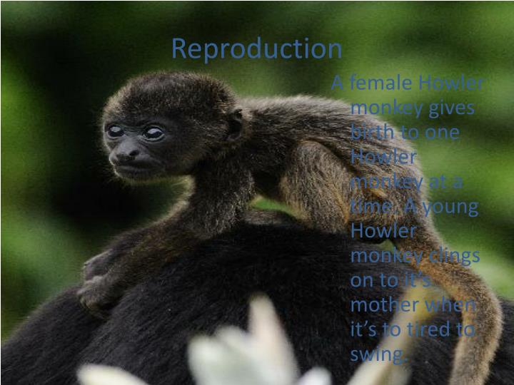 PPT - HOWLER MONKEYS PowerPoint Presentation - ID:2673013