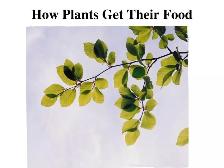 PPT - How Plants Get Their Food PowerPoint Presentation, free download ...