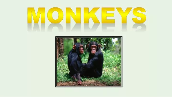 PPT - Monkeys PowerPoint Presentation, free download - ID:2673242