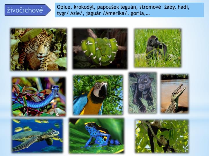 PPT - Tropický pás Tropický pás PowerPoint Presentation - ID:2673425