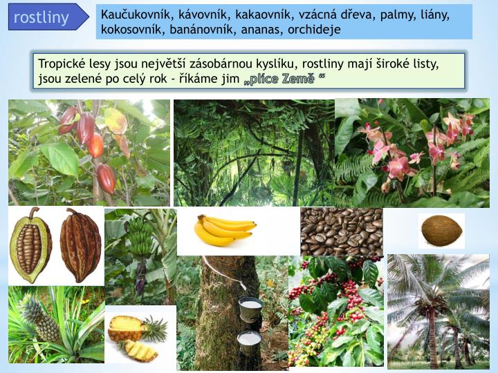 PPT - Tropický pás Tropický pás PowerPoint Presentation - ID:2673425