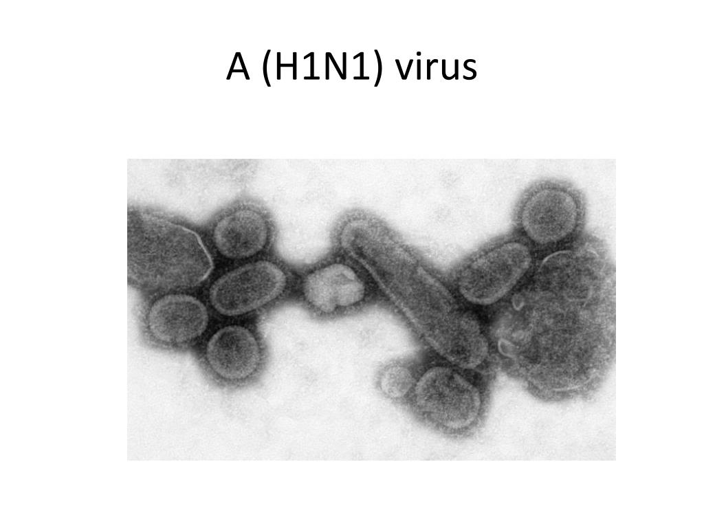 PPT - 1918 Influenza Pandemic: Killing the Healthy PowerPoint ...