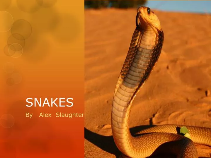 PPT - SNAKES PowerPoint Presentation, free download - ID:2673827