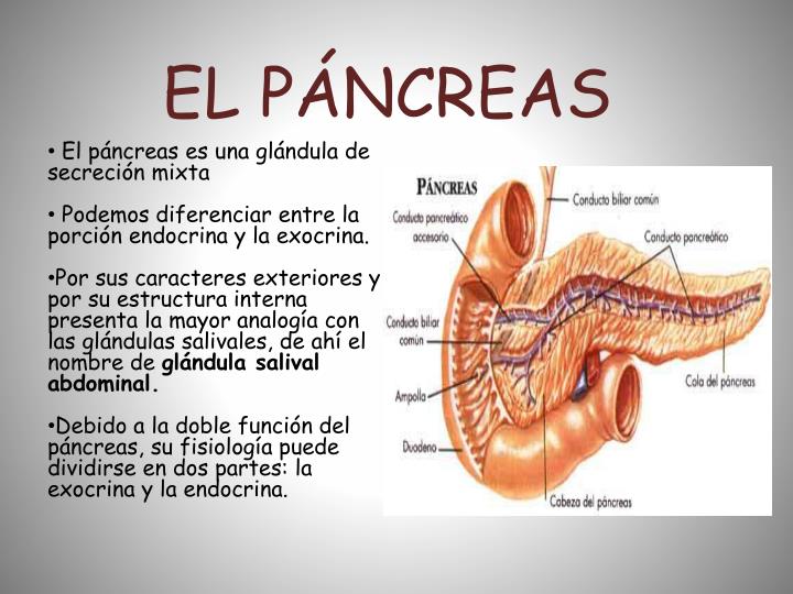 PPT - Perfil pancreático PowerPoint Presentation - ID:2673890