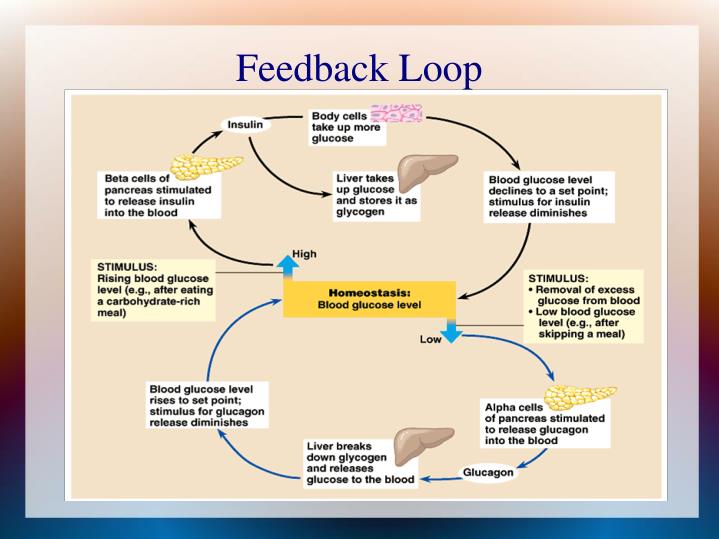 PPT - Pancreas PowerPoint Presentation - ID:2673916