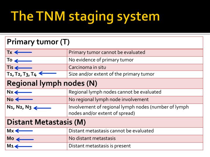 PPT - Pancreatic Cancer & the Whipple Procedure PowerPoint Presentation ...