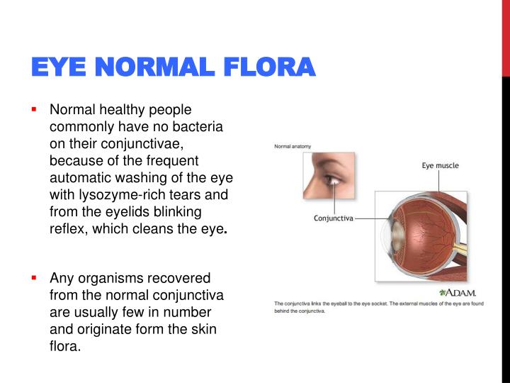 PPT - Normal Flora PowerPoint Presentation - ID:2674250
