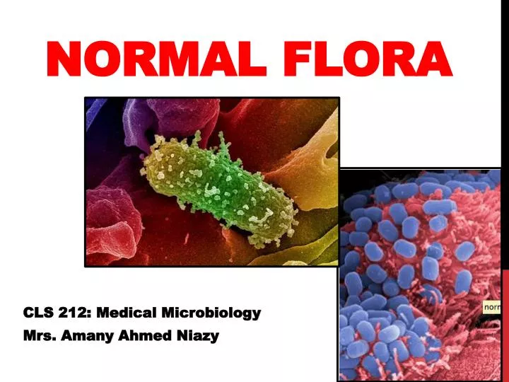 PPT - Normal Flora PowerPoint Presentation, free download - ID:2674250